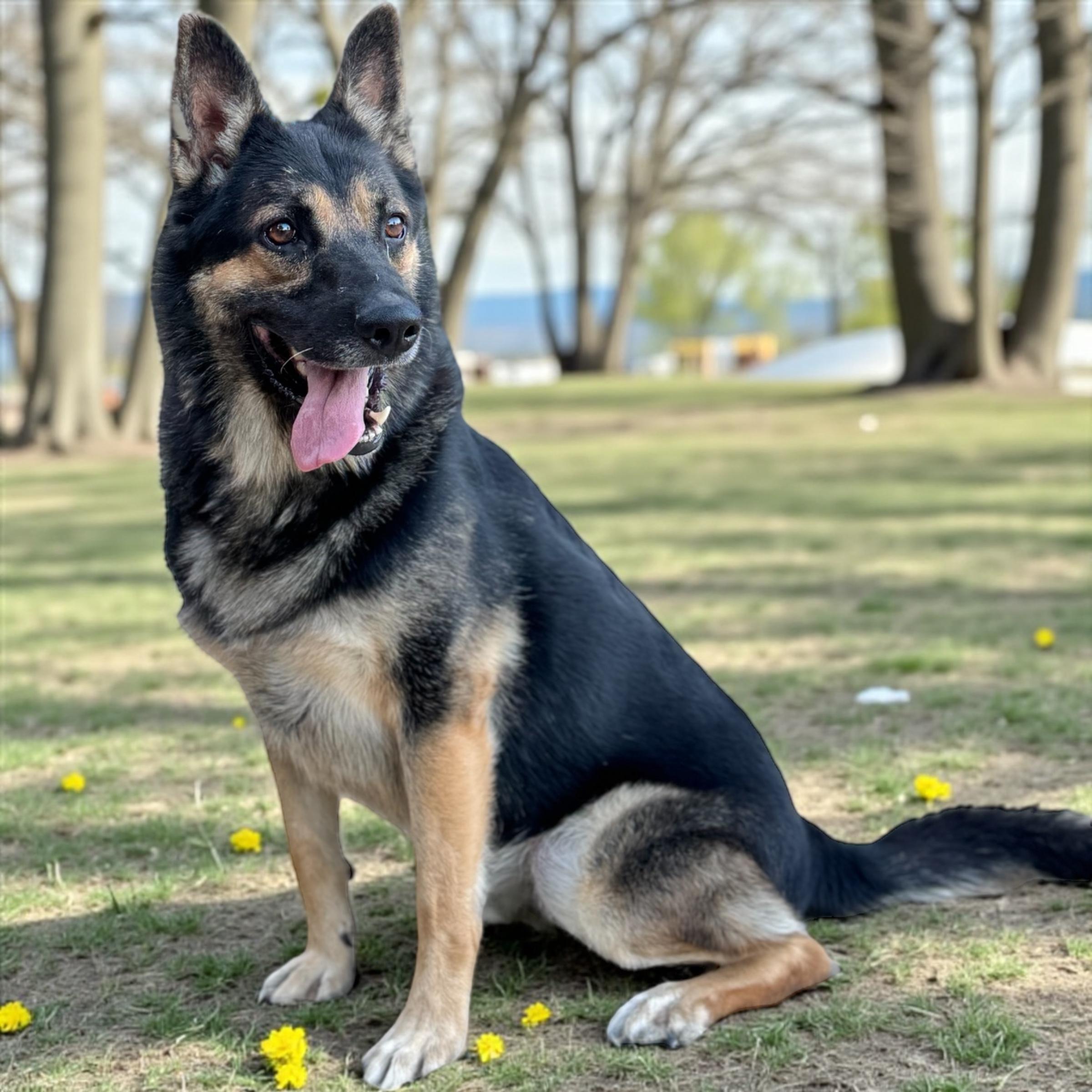Dog for adoption - Tidus, a German Shepherd Dog in Clive, IA | Petfinder