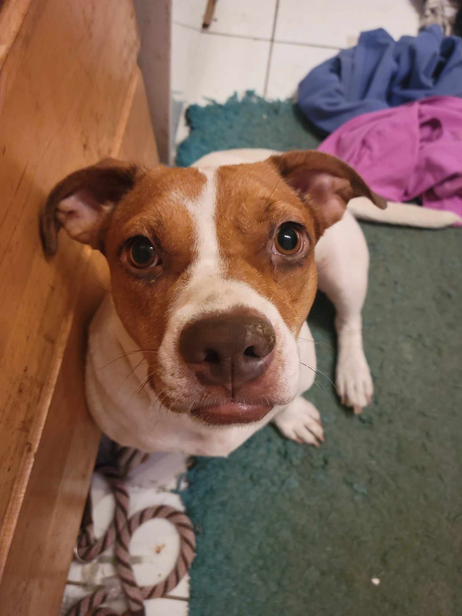 Dog for adoption - Mishke, a Basset Hound Mix in Saint Louis, MO ...