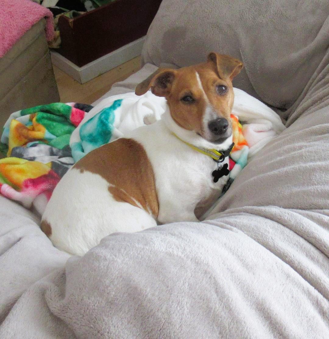 Adoptable Dogs - Jack Russell Terrier Rescue Ontario