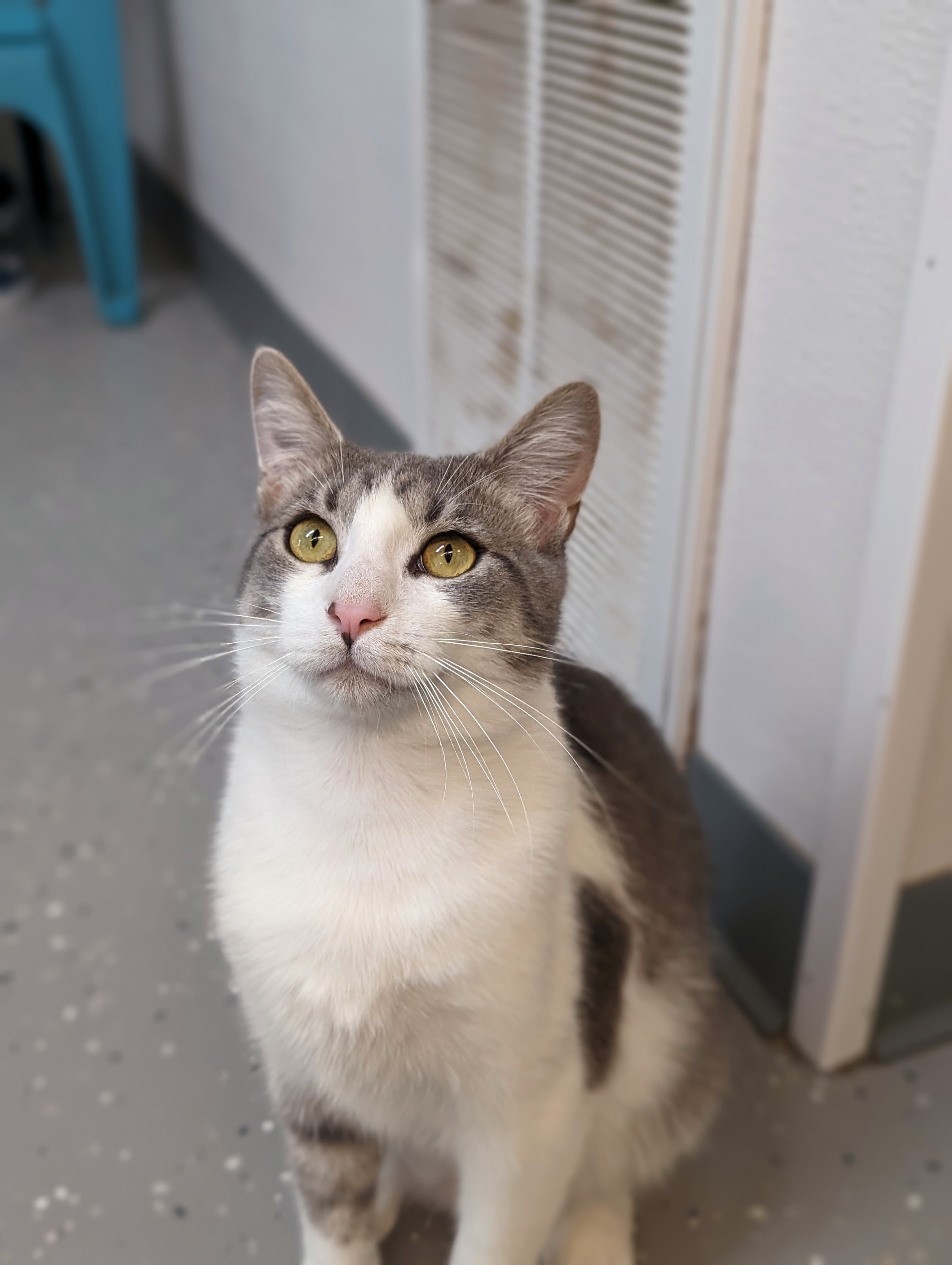 Adoptable Pets | Animal Rescue Project