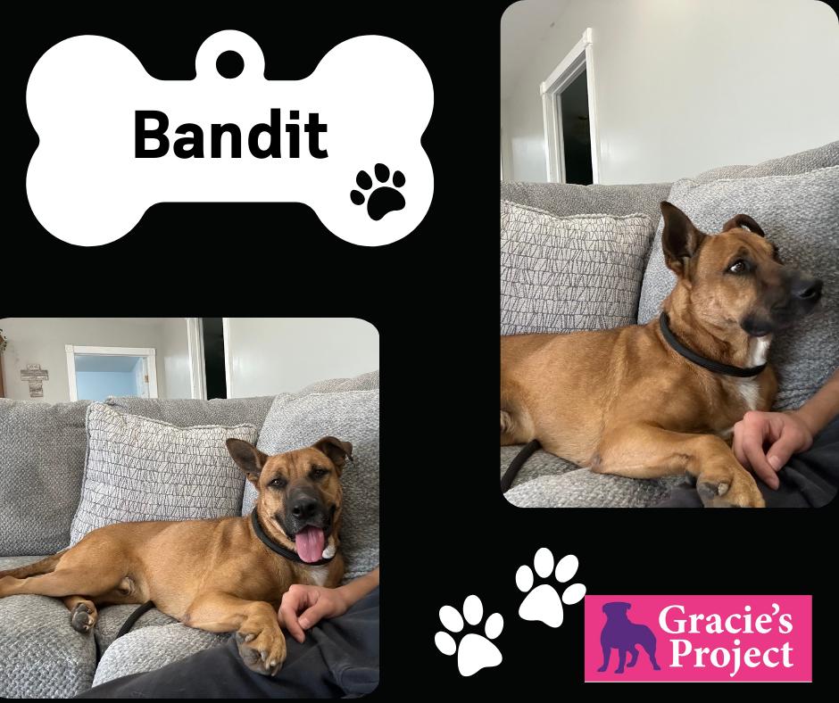 Dog for adoption - Bandit, a Shepherd Mix in Denver, CO | Petfinder