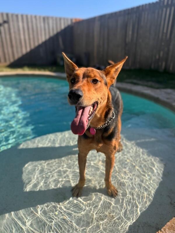 Dog for adoption - Becca Boo Loves Bigger than her EARS!, a German ...
