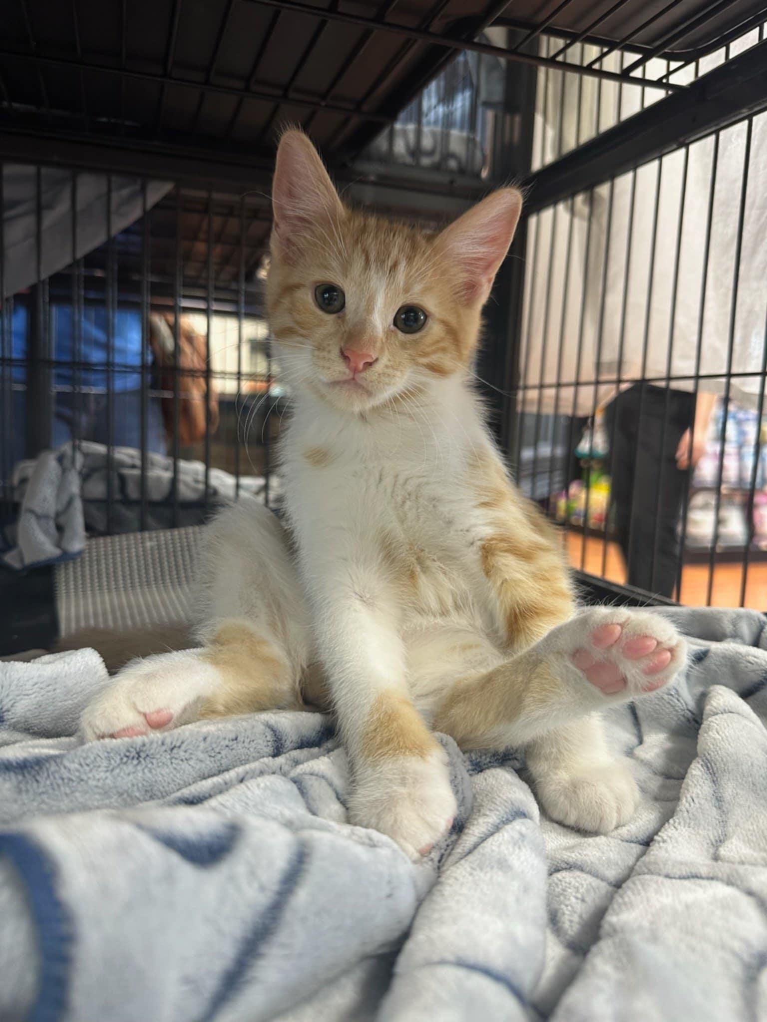 Cat for adoption - Kitten - Leo, a Domestic Short Hair in Brantford, ON ...