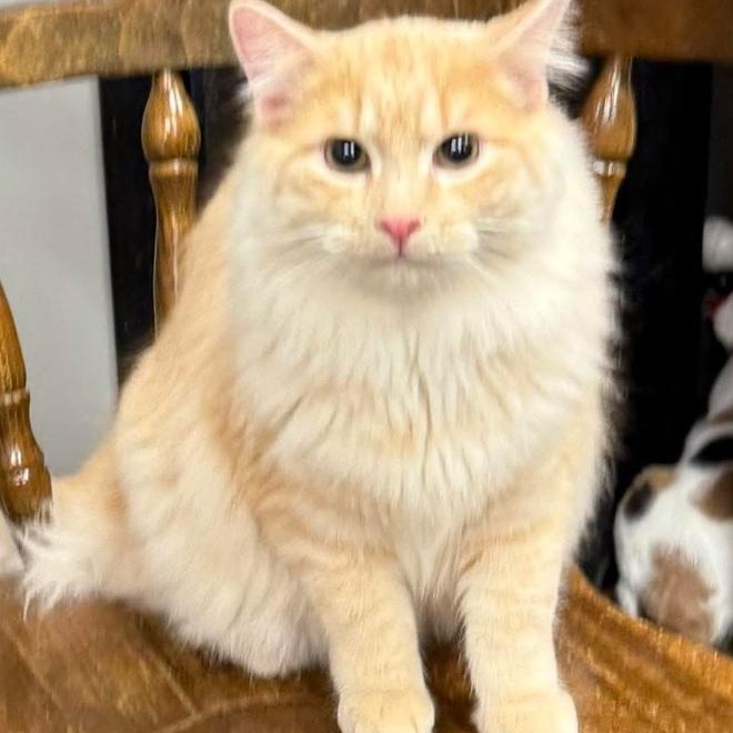 Cat for adoption - Garfield, a Domestic Long Hair in Hamburg, NY ...