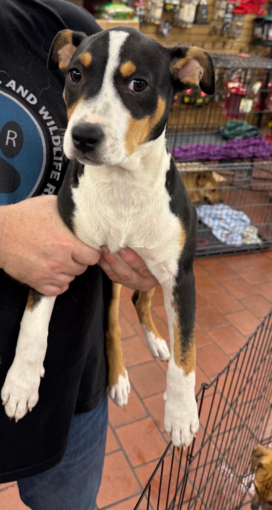 Dog for adoption - Dixie, a Beagle & Rat Terrier Mix in Wanaque, NJ ...