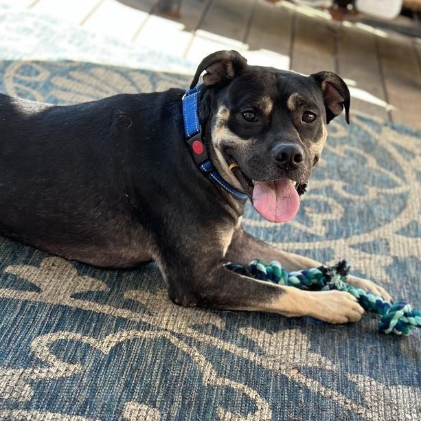 Dog for adoption - Prince Charming, a Mixed Breed in Bethesda, MD ...