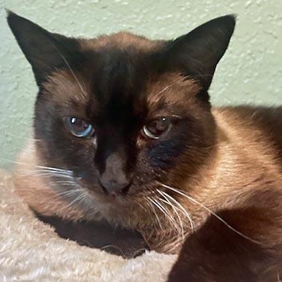 Cat for adoption - Clark (and Lanie), a Siamese in Salem, OR | Petfinder