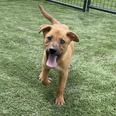 Dog for adoption - Dozer, a Labrador Retriever & Terrier Mix in ...