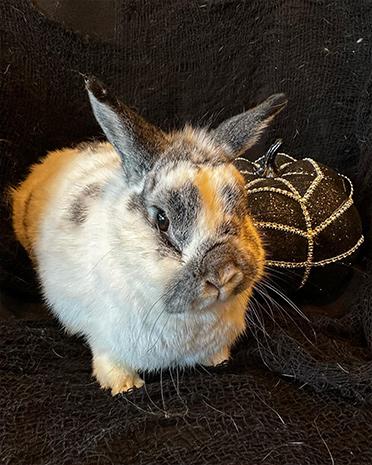Rabbit for adoption - Fribble, a Netherland Dwarf in Northampton, MA ...