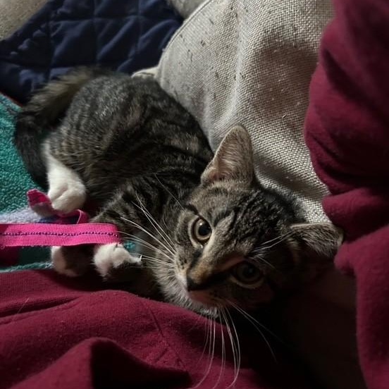 Cat for adoption - Pebbles, an American Shorthair in Danbury, CT ...