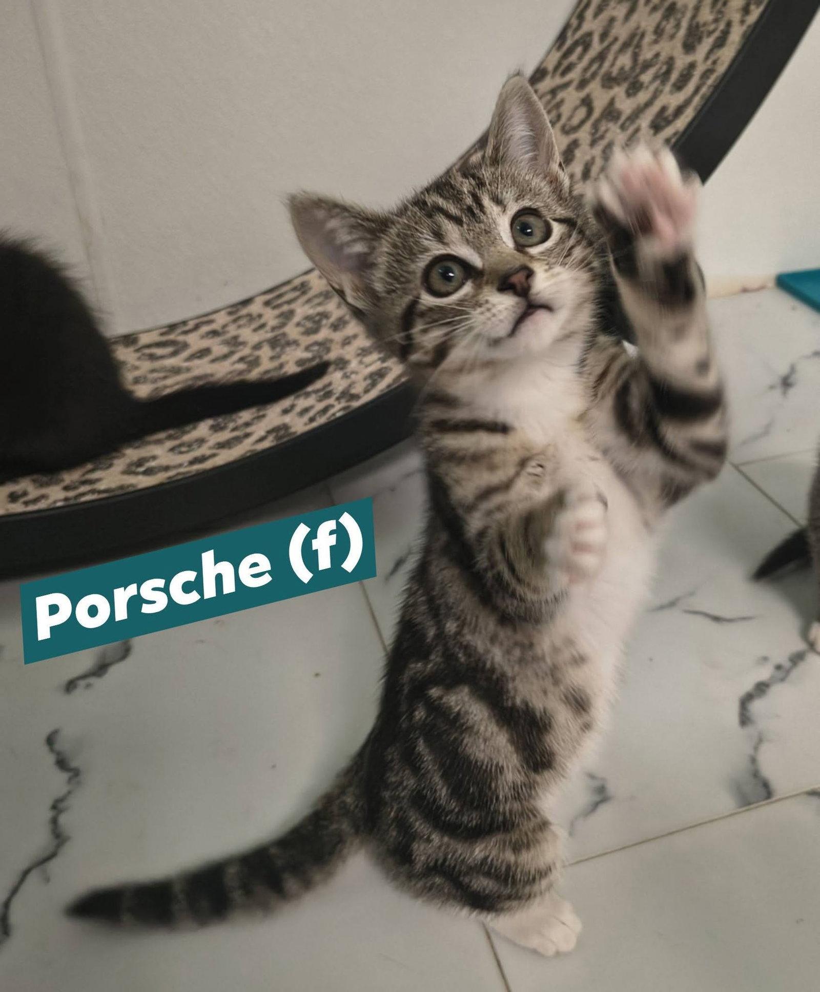 Porsche - Adoptable Pet | Petfinder | Petfinder
