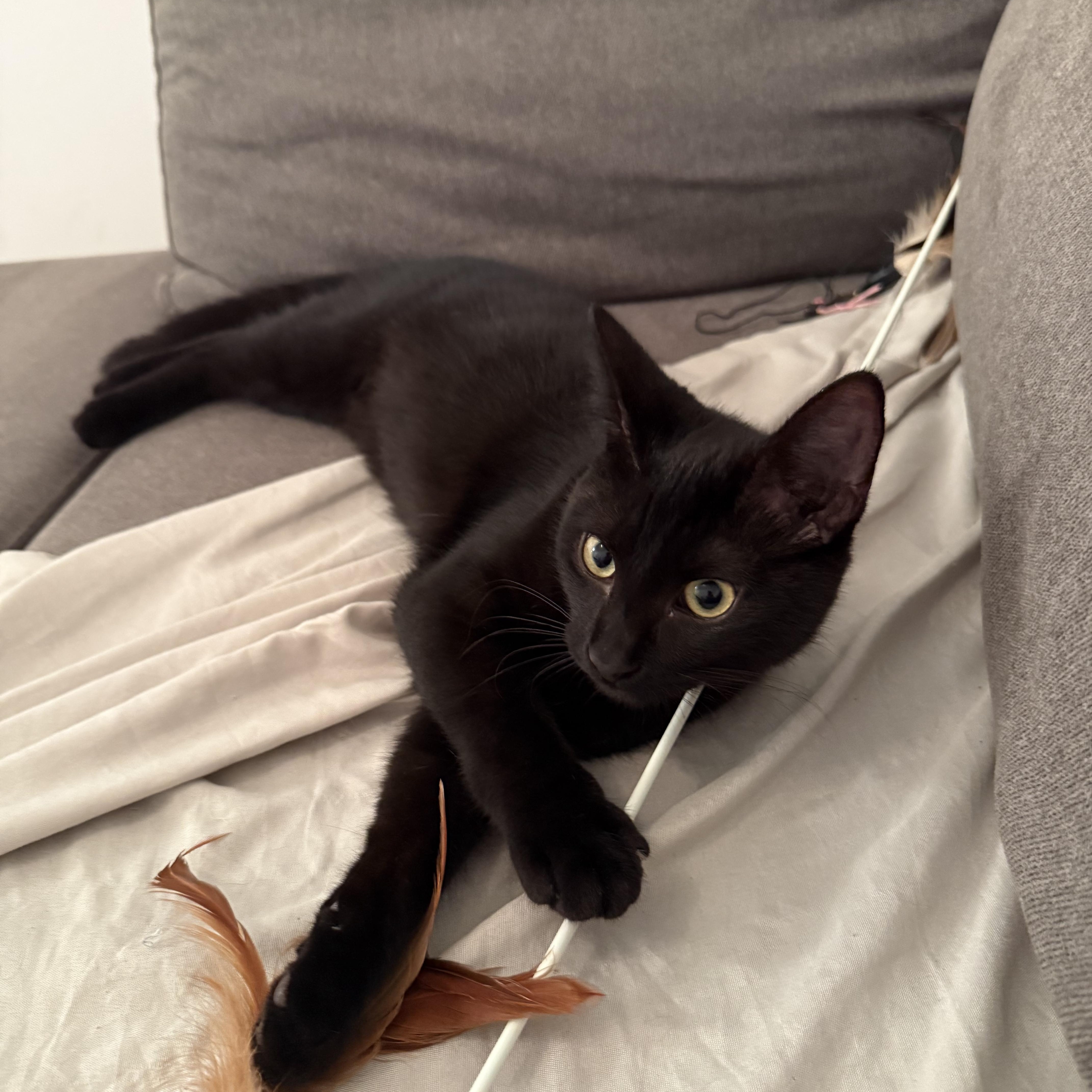 Sara - Adoptable Pet | Petfinder | Petfinder