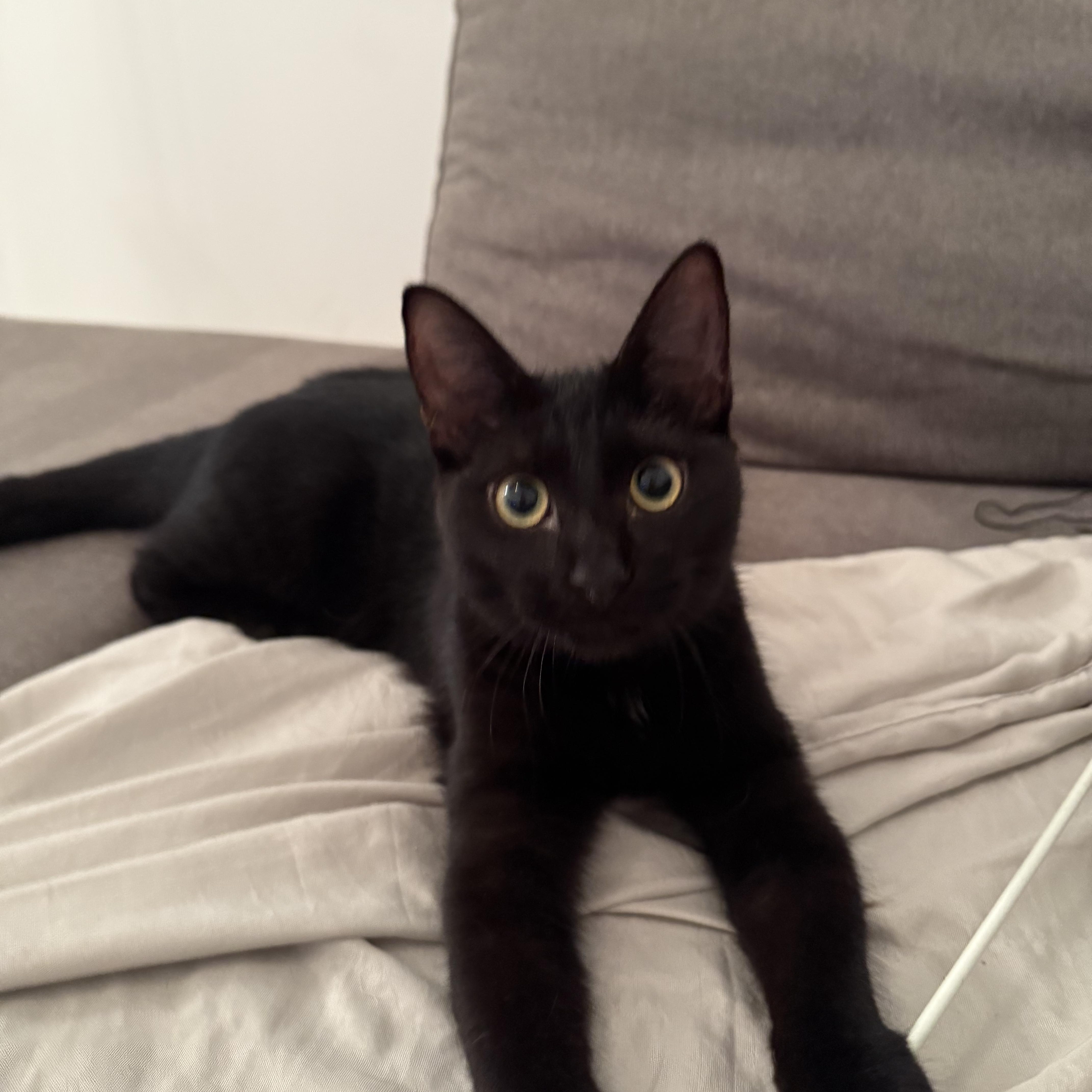 Sara - Adoptable Pet | Petfinder | Petfinder