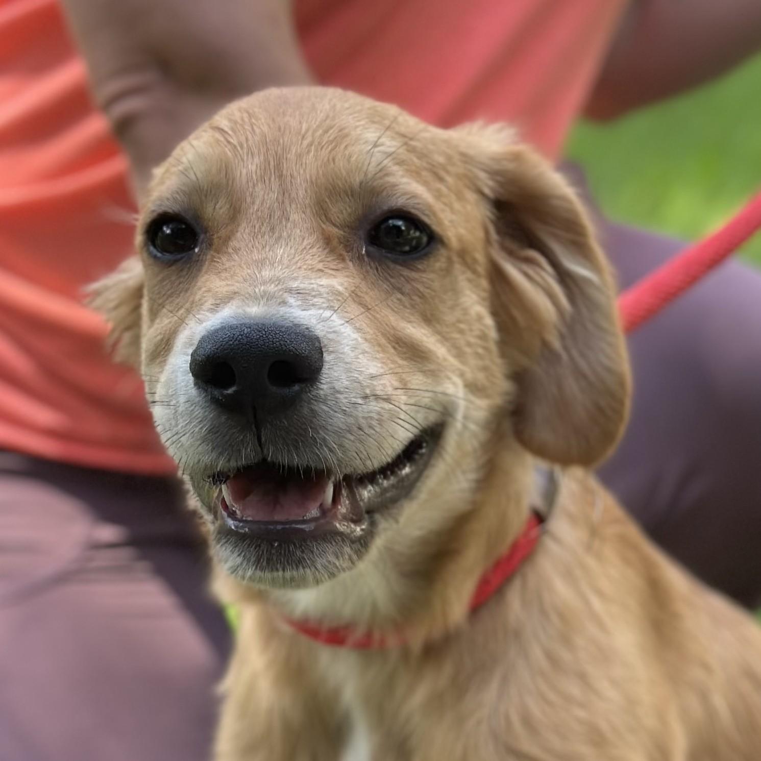Dog for adoption - Bart, a Labrador Retriever Mix in Hagerstown, MD ...