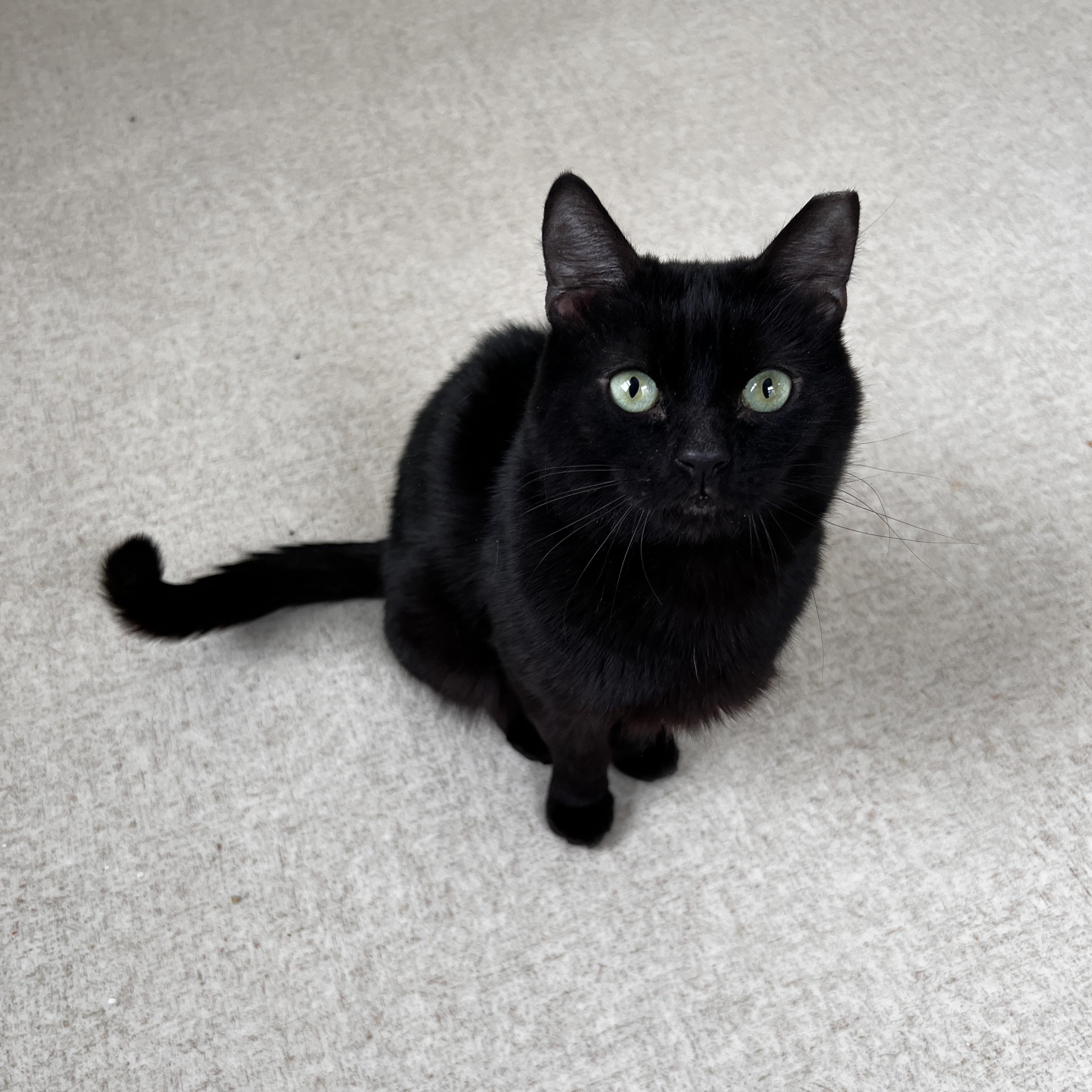 Adopt Rob in Beltsville | Domestic Short Hair cat | Buddy