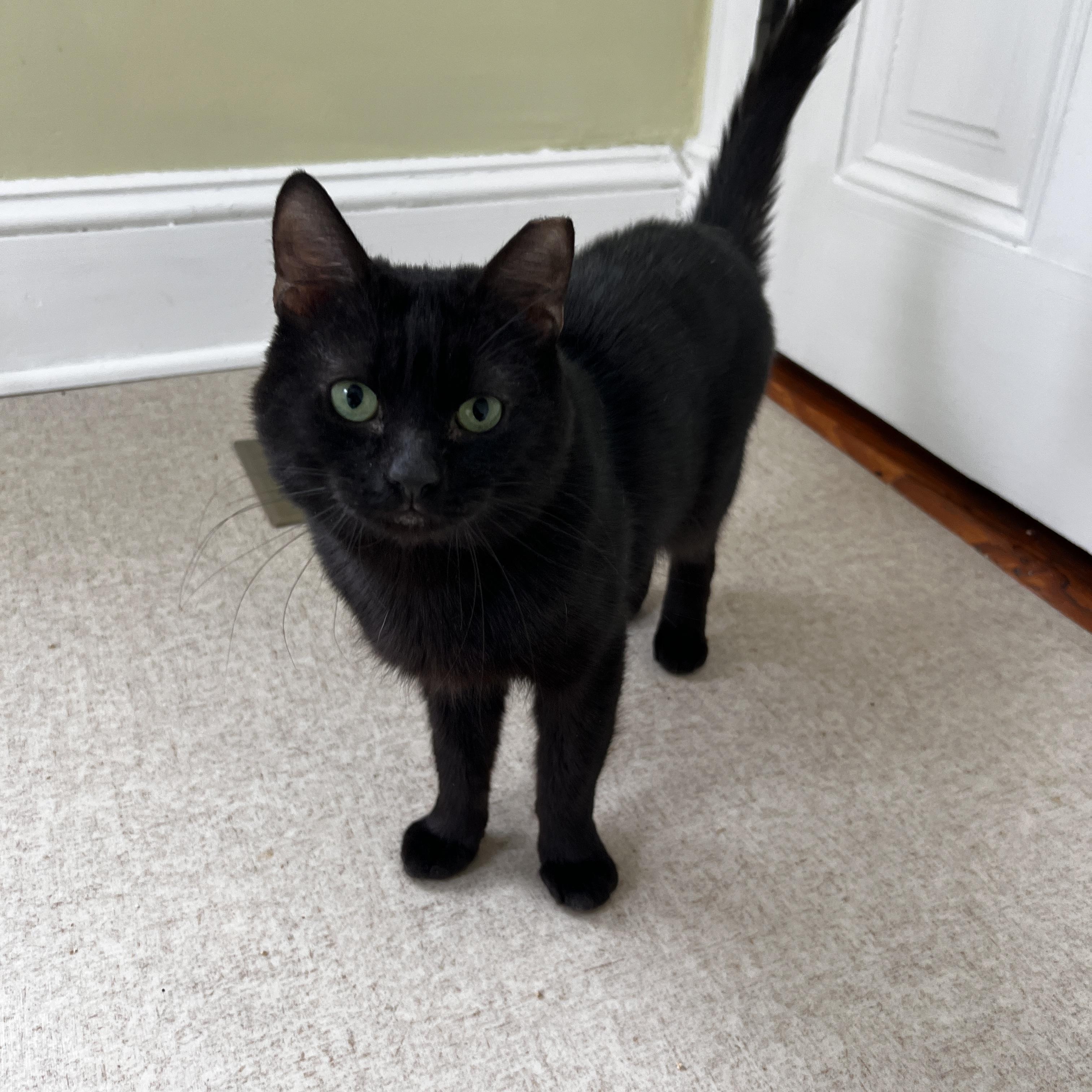 Adopt Rob in Beltsville | Domestic Short Hair cat | Buddy