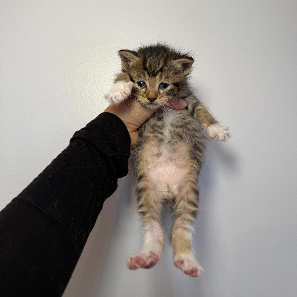 Cat for adoption - Timon, a Domestic Short Hair in Plainfield, CT ...