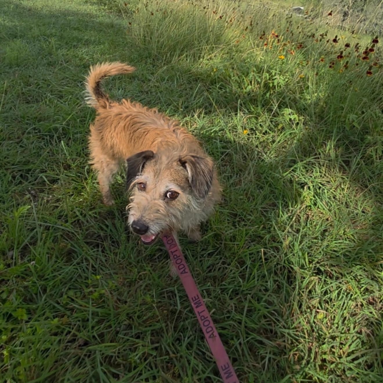 Dog for adoption - Pirulin, a Terrier Mix in Benton Harbor , MI | Petfinder