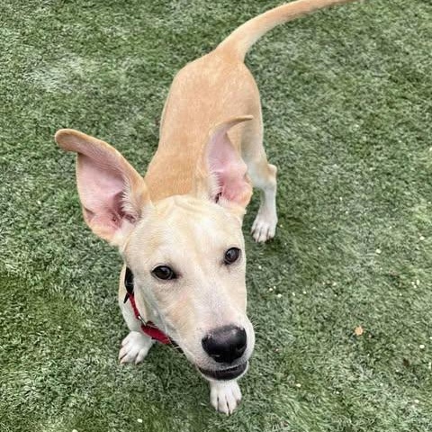 Dog for adoption - Scottie, a Yellow Labrador Retriever Mix in ...