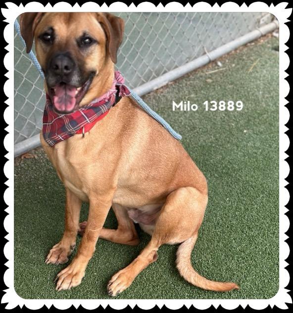 Dog for adoption - MILO, a Labrador Retriever in Marietta, GA | Petfinder