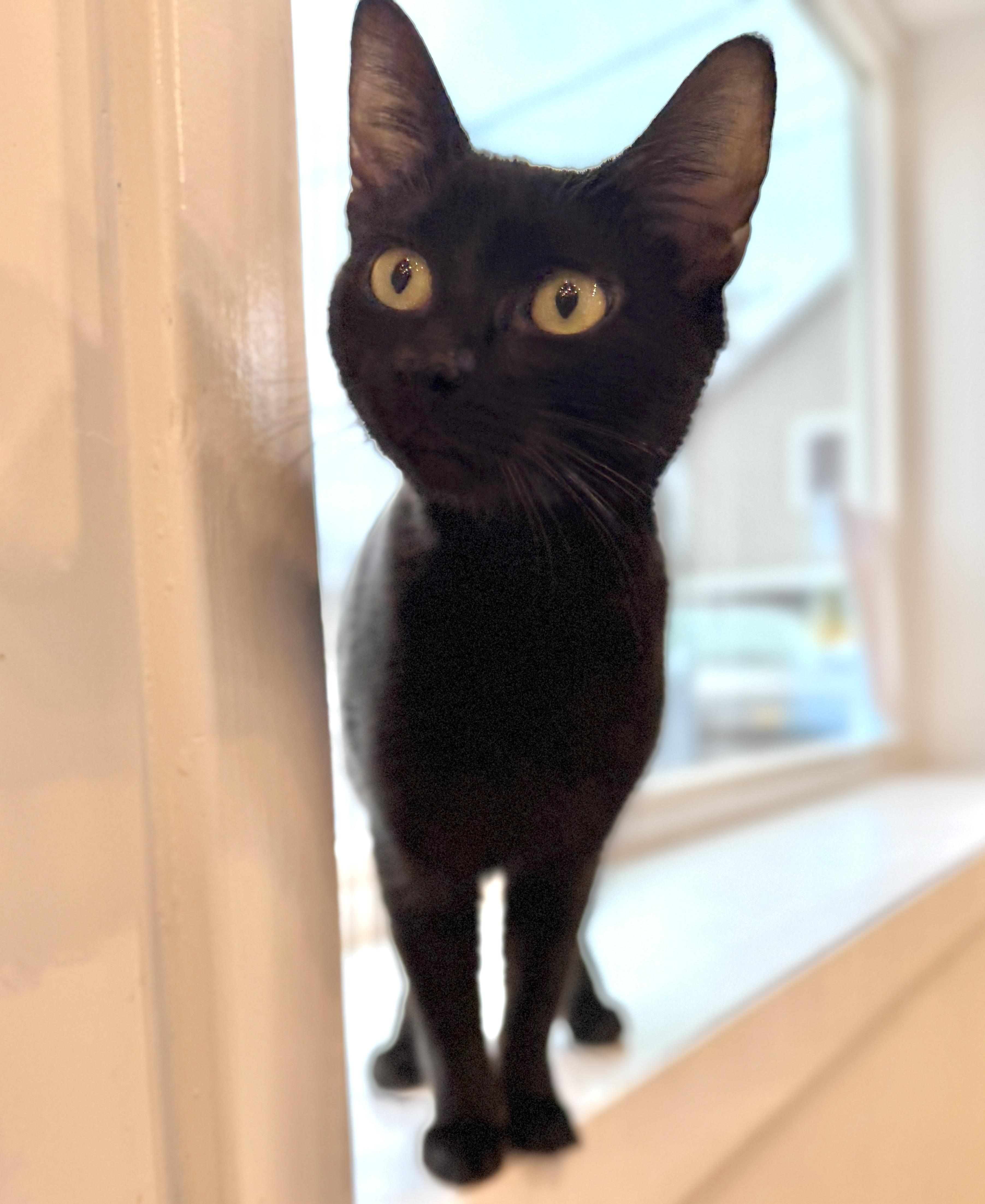 Posie - Adoptable Pet | Petfinder | Petfinder
