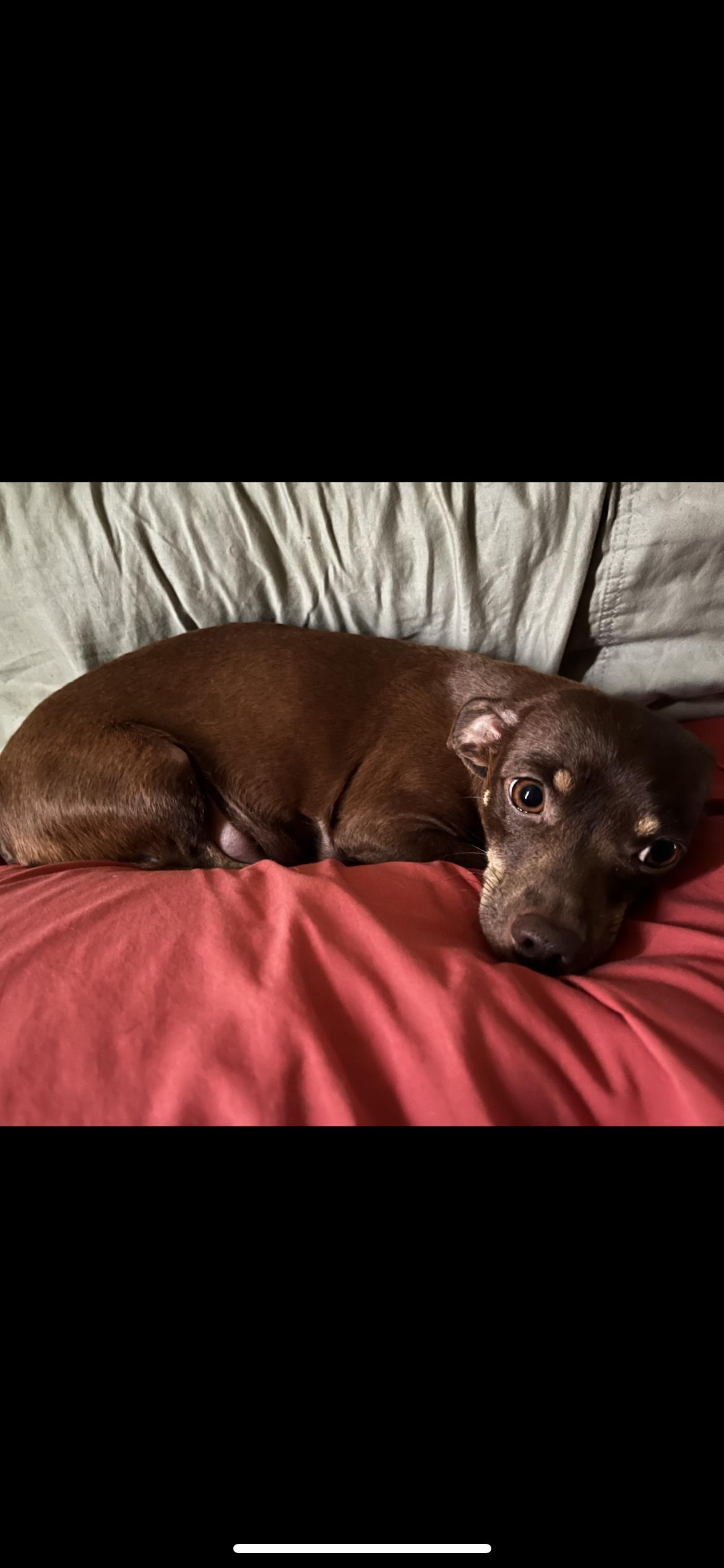 Dog for adoption - Penny Pan, a Chihuahua & Miniature Dachshund Mix in ...