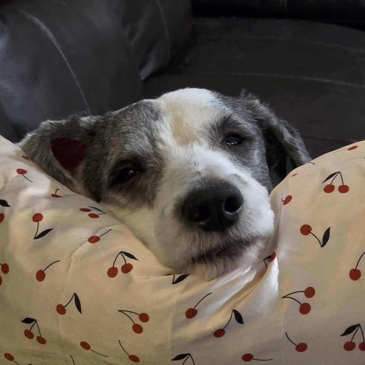 Oliver - Adoptable Pet | Petfinder | Petfinder
