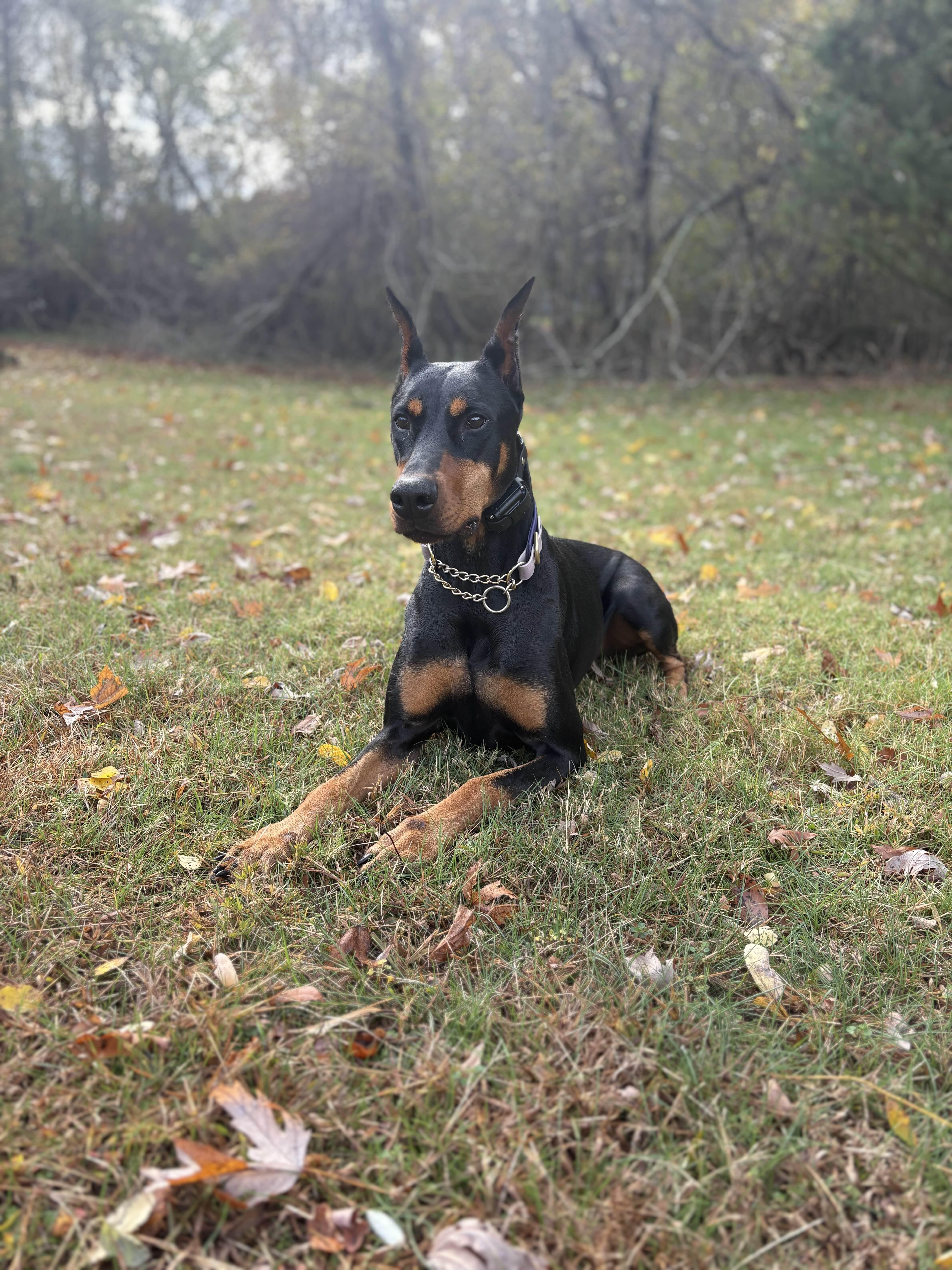 Dog for adoption - Naafiri, a Doberman Pinscher in Islip Terrace, NY ...