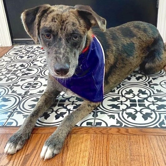 Dog for adoption - Jolee, a Catahoula Leopard Dog Mix in Alexandria, VA ...