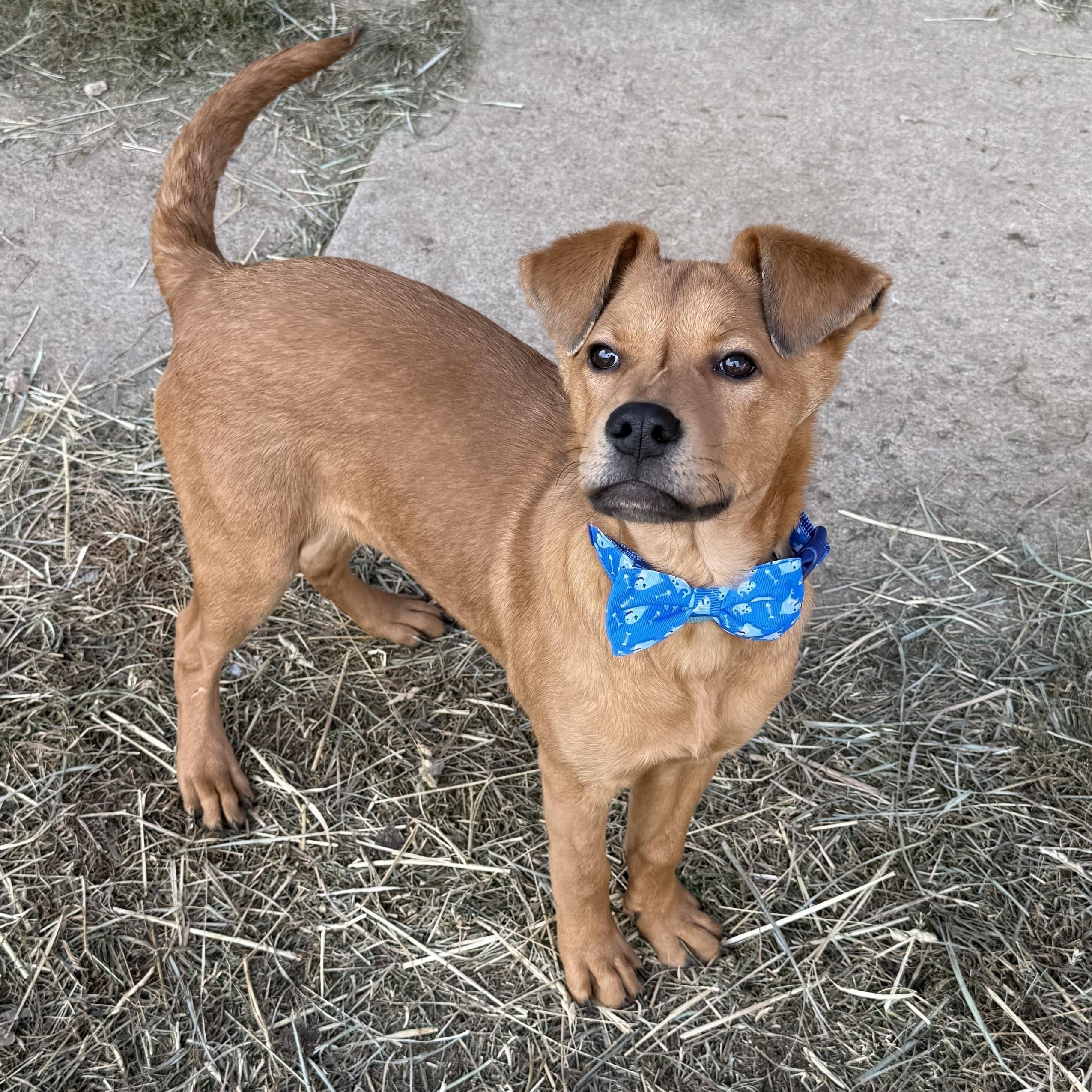 Dog for adoption - Toast, a Labrador Retriever Mix in montreal, QC ...