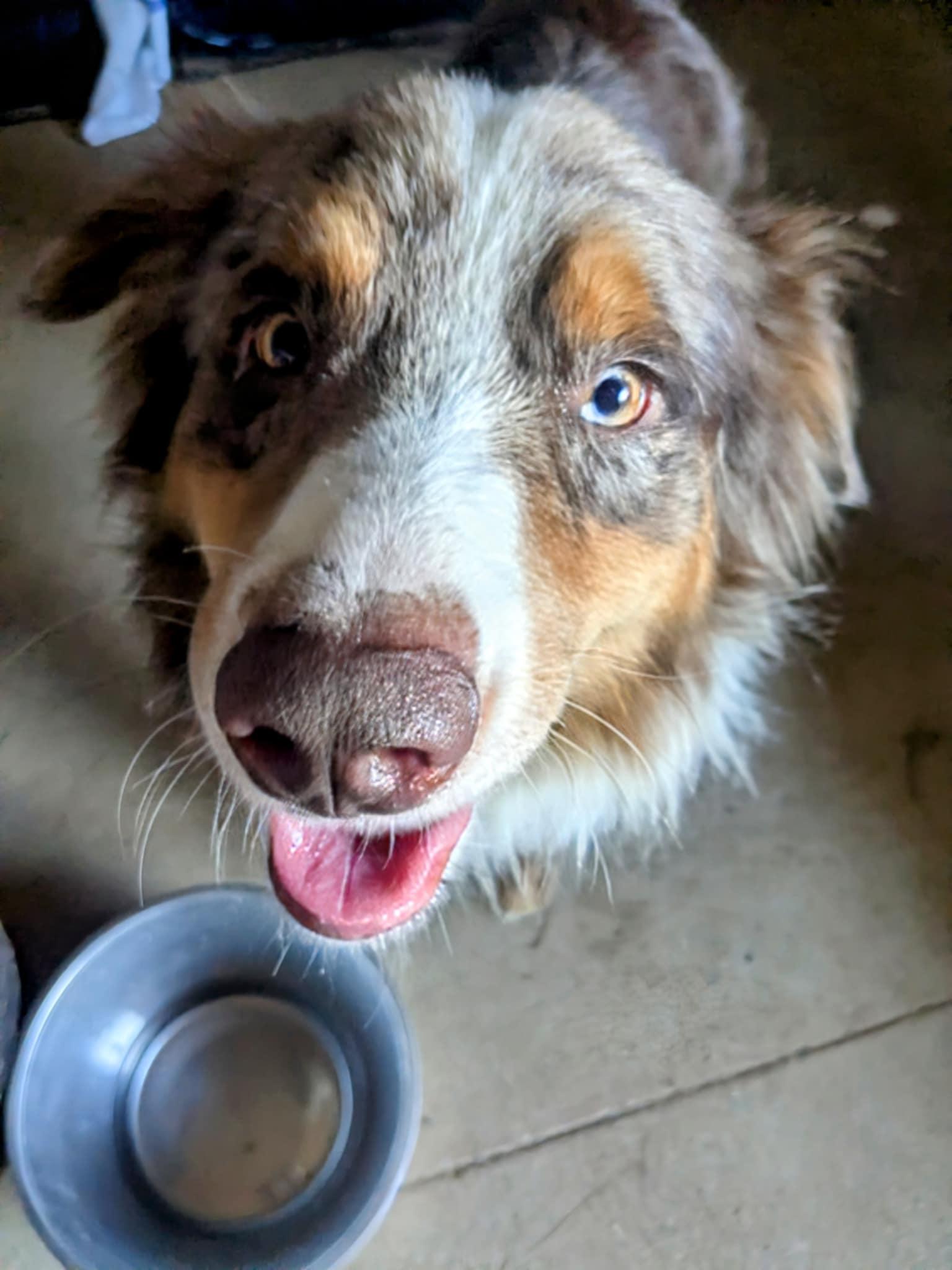 Dog for adoption - Sheldon, an Australian Shepherd in Quakertown , PA ...
