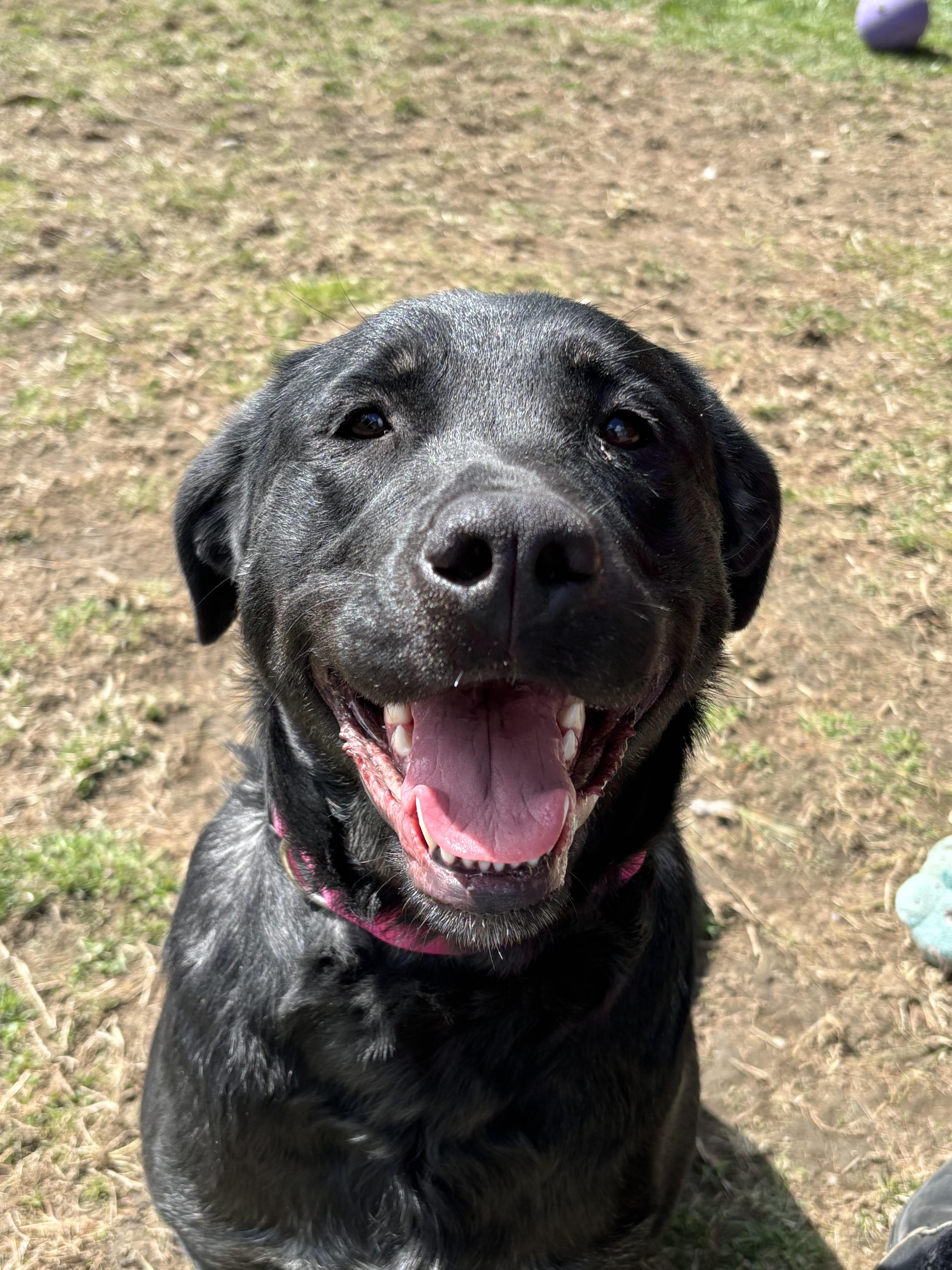 Dog for adoption - Anastasia (Ana), a Shepherd Mix in Cherryfield, ME ...