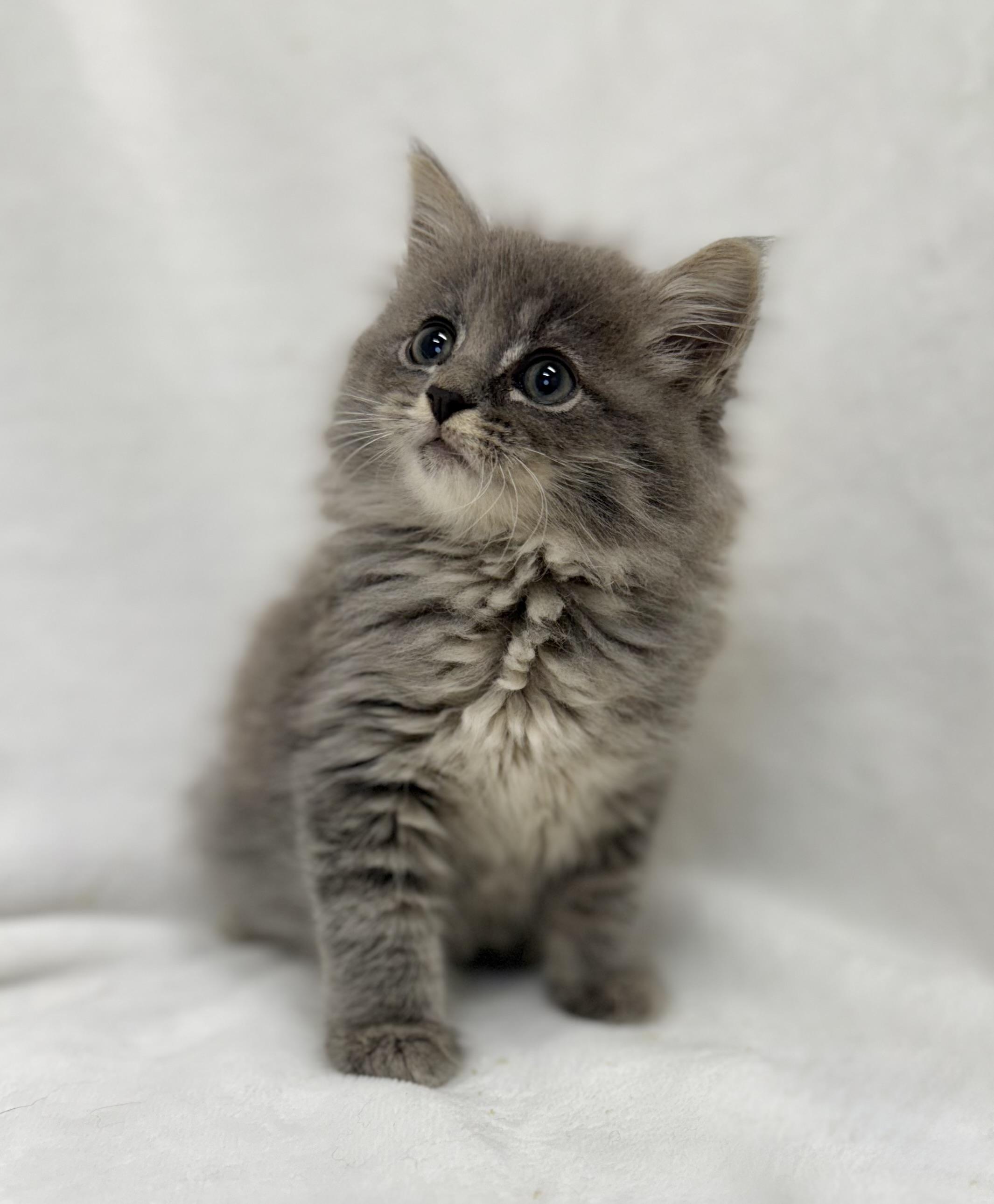 Cat for adoption - Hatcher, a Domestic Long Hair & Tabby Mix in ...