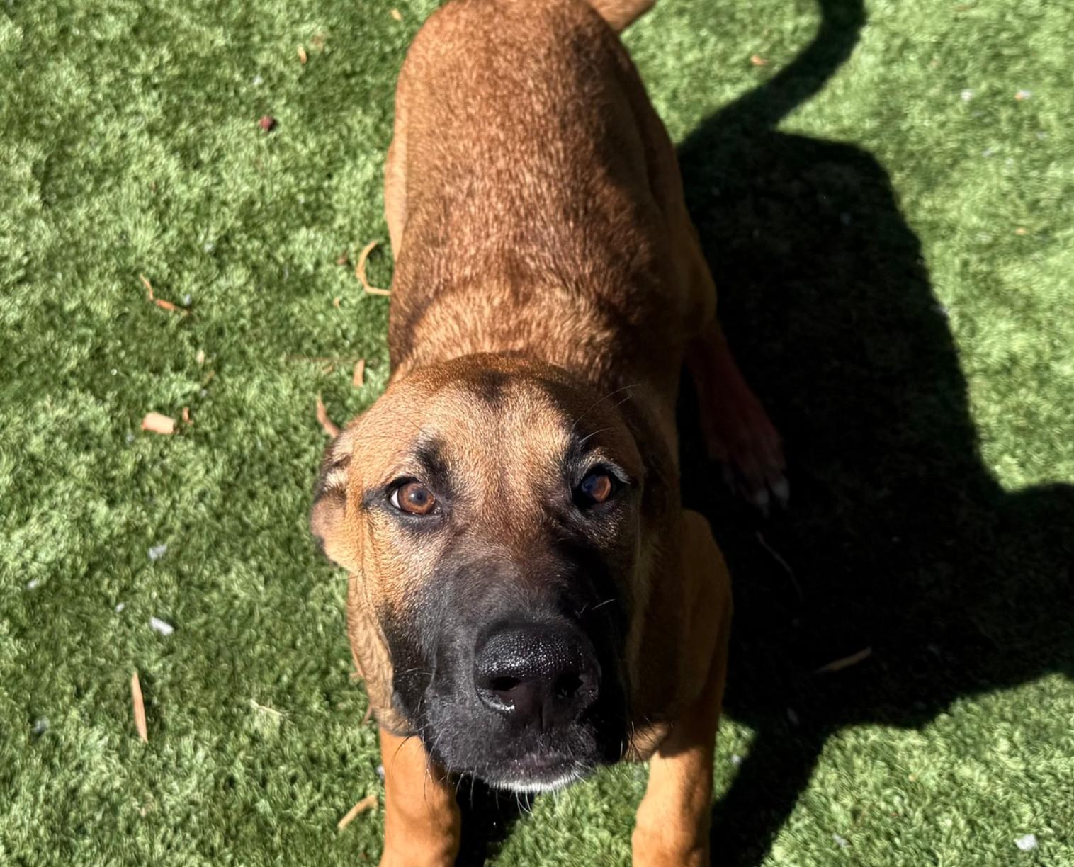 Dog for adoption - ADOPT A PUPPY! I'm Rocky Road - neutered and ready ...