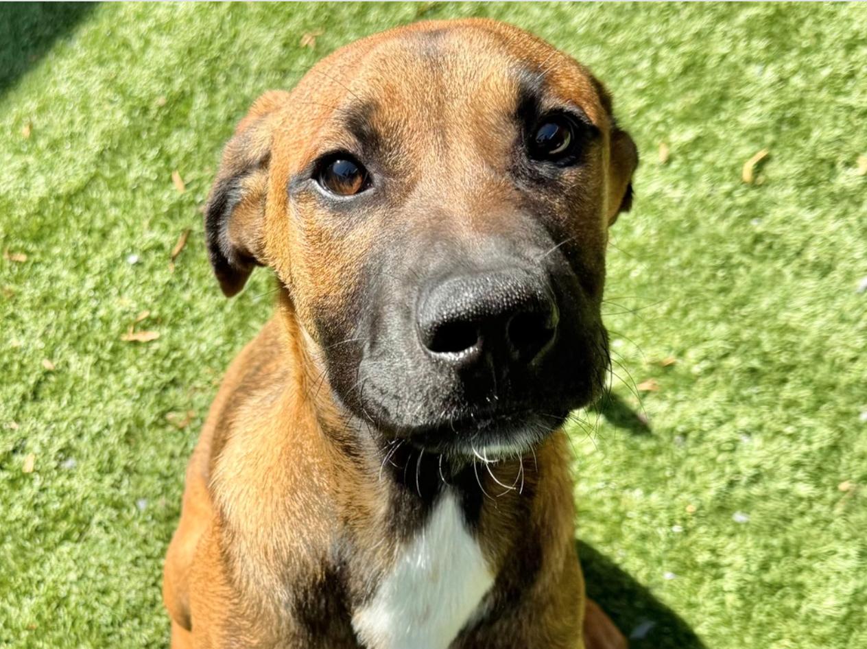 Dog for adoption - ADOPT A PUPPY! I'm Rocky Road - neutered and ready ...