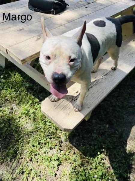 Dog for adoption - Margo, an American Bulldog & Pit Bull Terrier Mix in ...