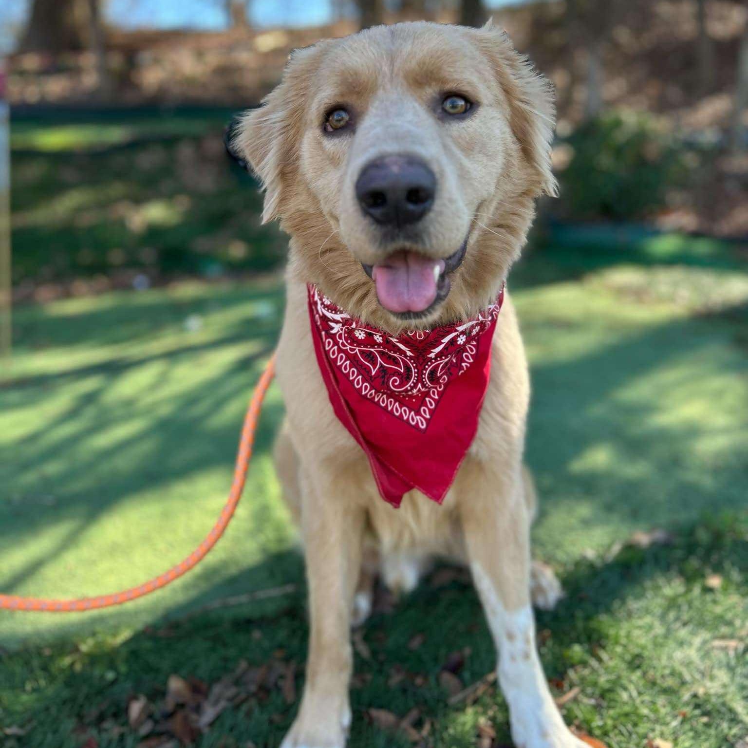 Dog for adoption - COOPER, a Golden Retriever Mix in Dallas, TX | Petfinder
