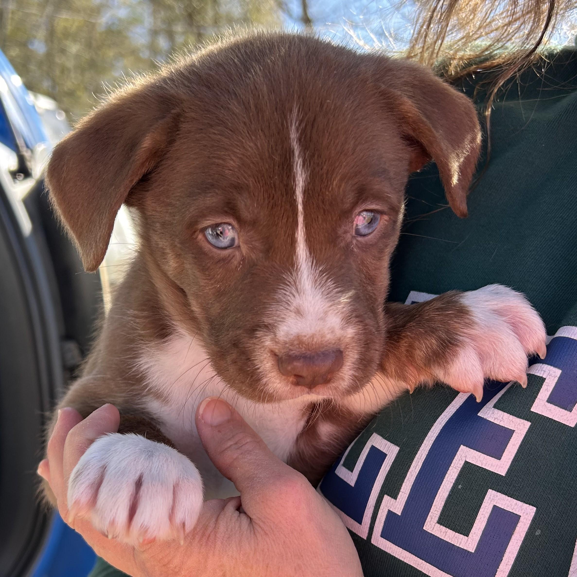 Dog for adoption - Euphrates, a Pit Bull Terrier Mix in Washington, DC ...