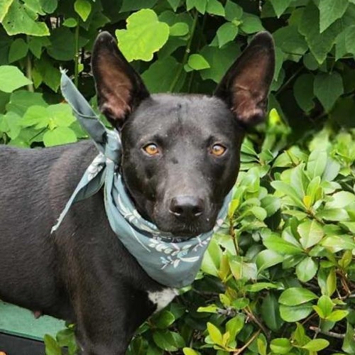 Dog for adoption - Dolly KL, a Terrier in Hoffman Estates, IL | Petfinder