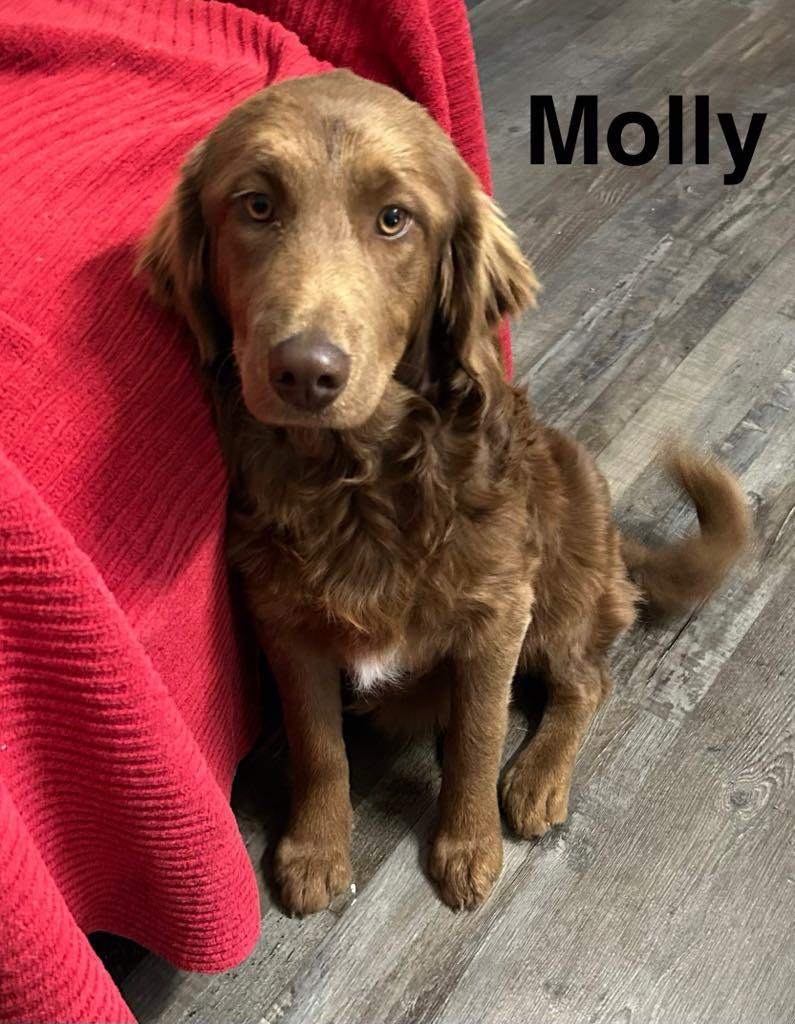 Dog for adoption - Molly, an Australian Shepherd Mix in Sequatchie, TN | Petfinder