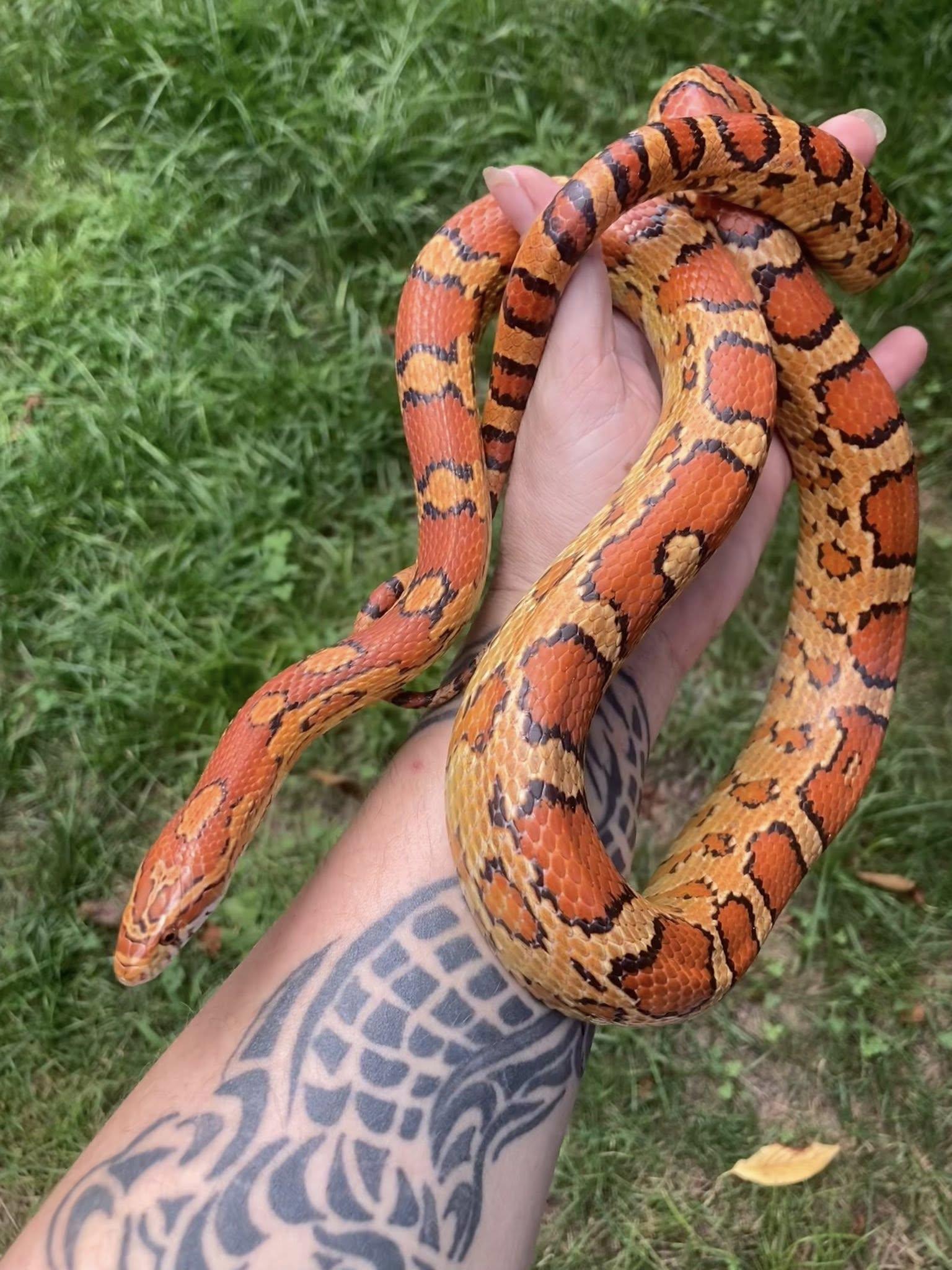 Snake for adoption - Darla, a Corn / Rat in Palmerton, PA | Petfinder