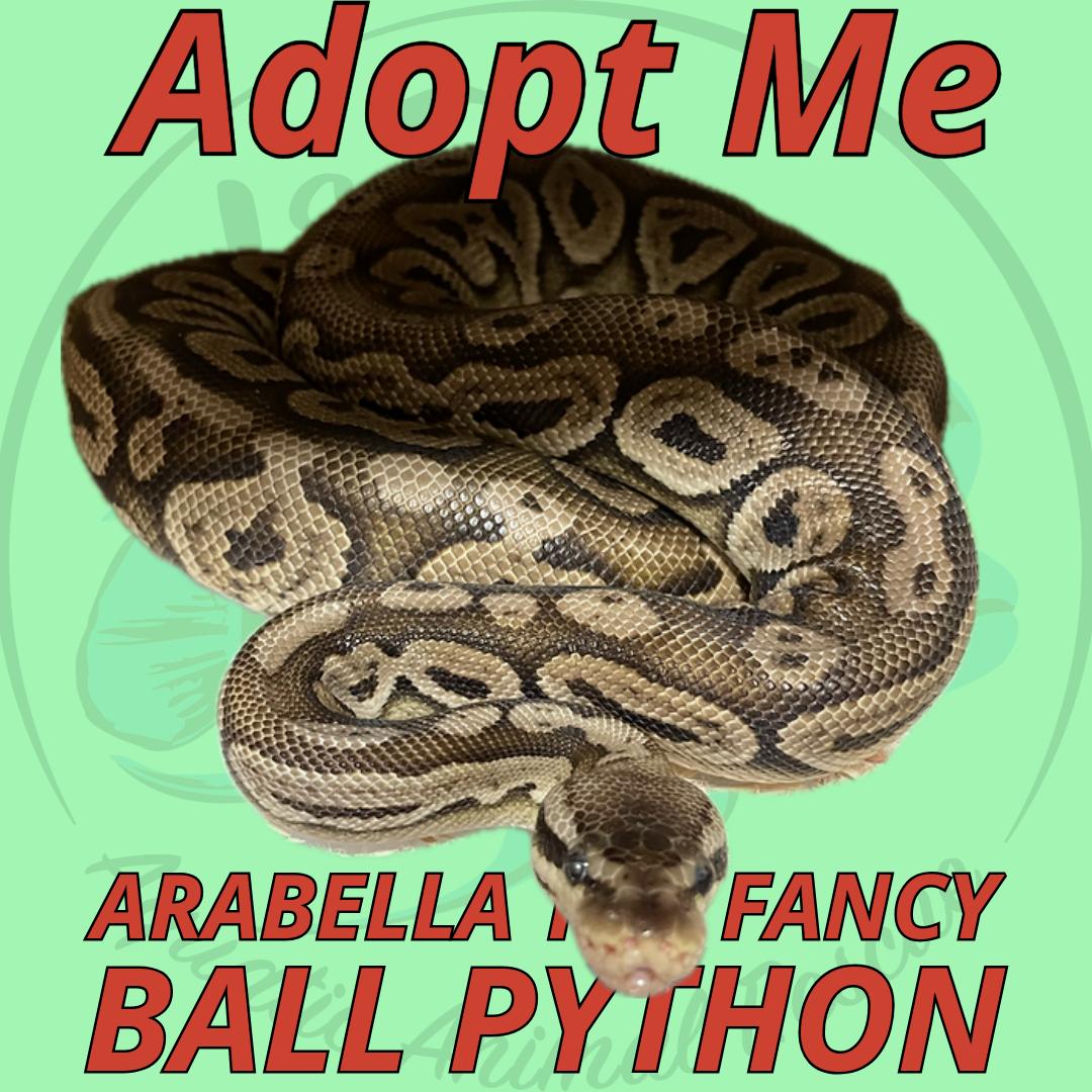 Snake for adoption - Arabella the Fancy Ball Python, a Ball Python in ...