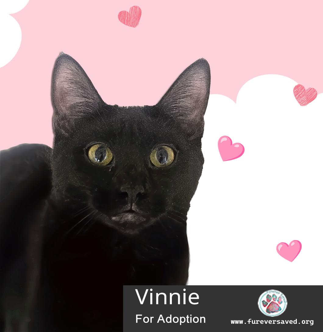 Cat for adoption - Vinnie, a Domestic Short Hair in Gaithersburg, MD ...