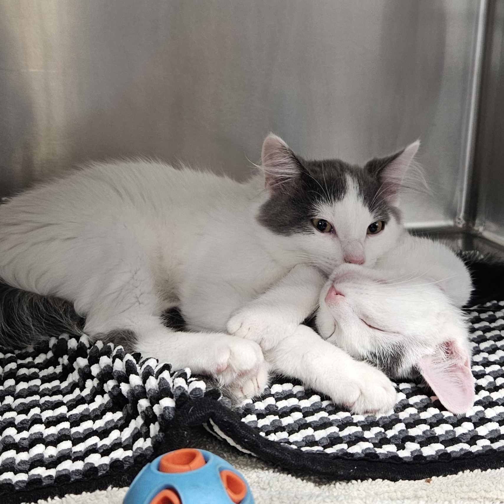 Cat for adoption - Bert + Ernie - 2 for 1! bonded brothers, a Domestic ...