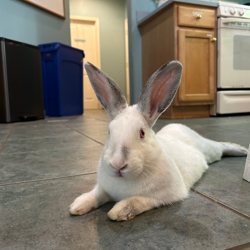 Rabbit for adoption - Doug, a Californian in Columbia, MD | Petfinder