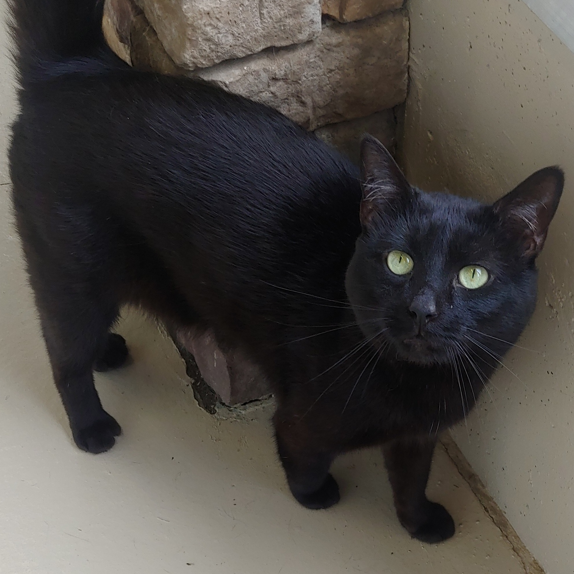 Cat for adoption - Curt, a Domestic Short Hair in Belmont, NY | Petfinder