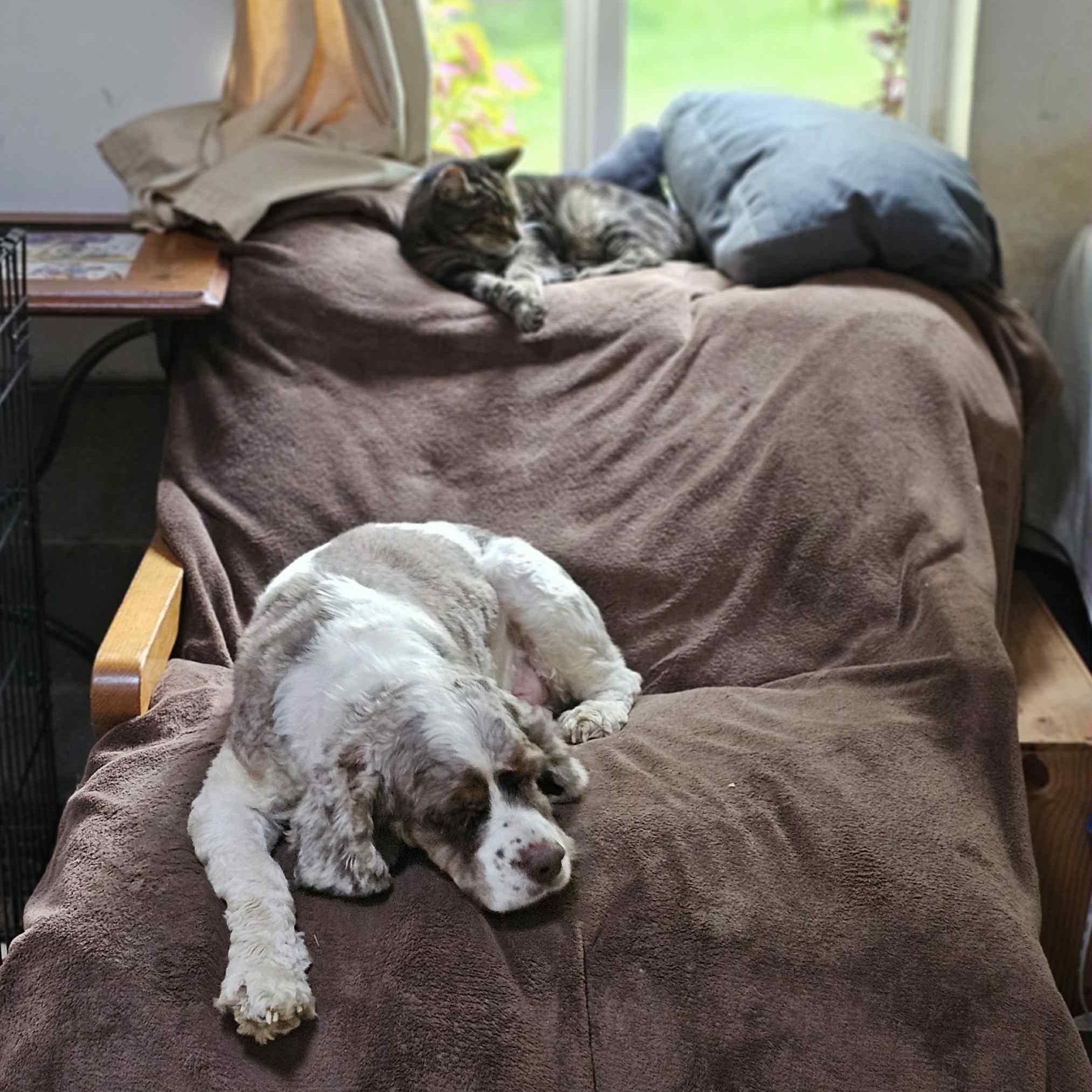 Dog for adoption - Prince, a Cocker Spaniel in Old Lyme, CT | Petfinder