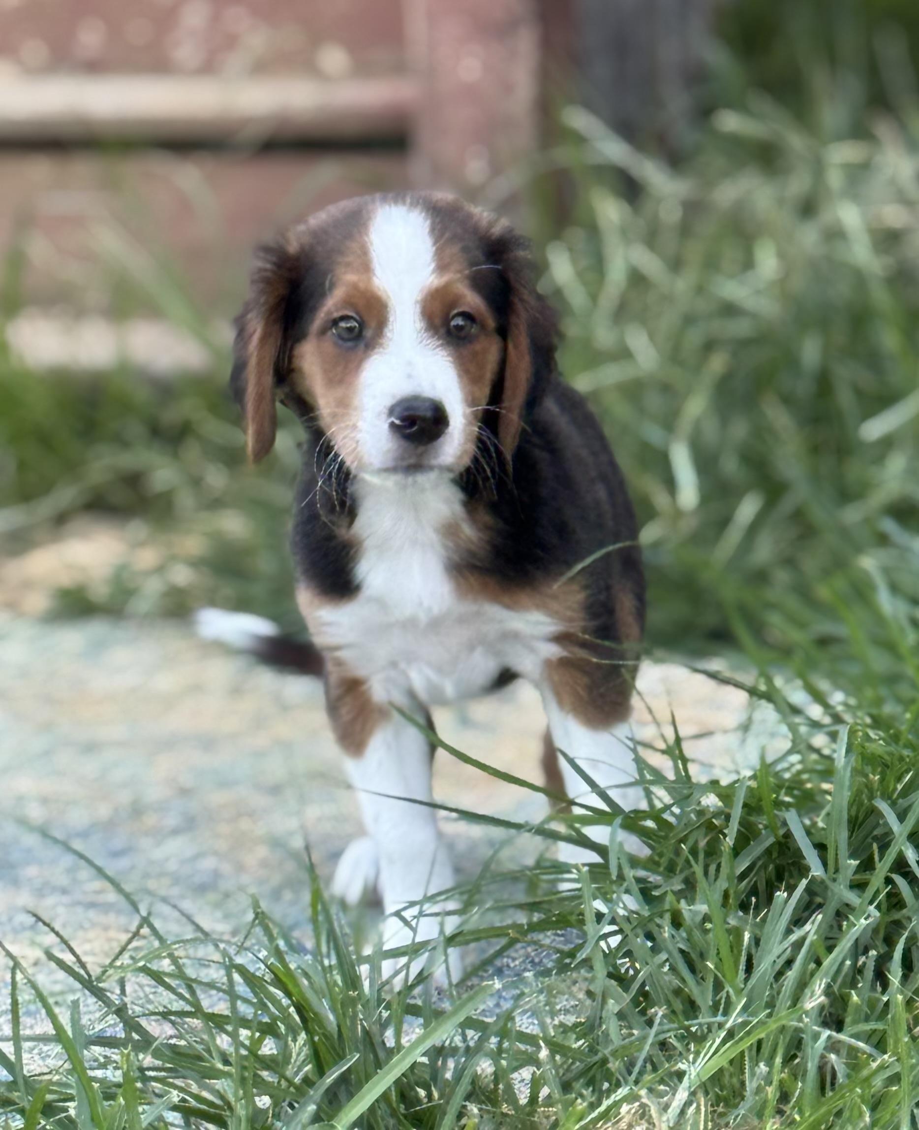 Dog for adoption - KERMIT, a Beagle & Spaniel Mix in La Grange, KY ...