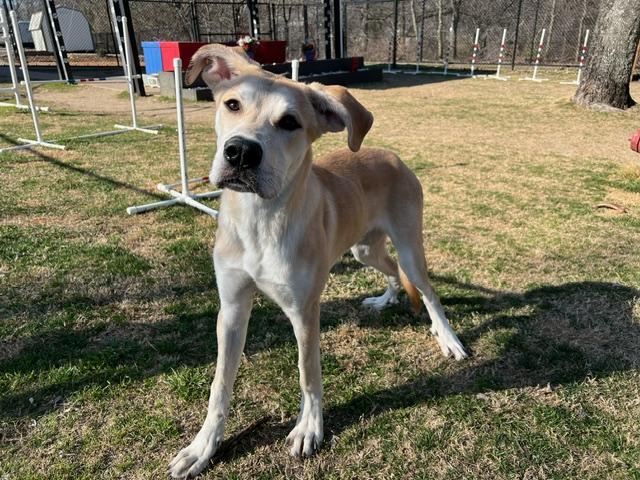 Dog for adoption - Scooby, a Great Dane Mix in Allen, TX | Petfinder