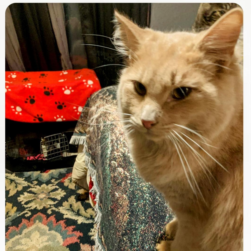 Cat for adoption - Max, a Tabby in Modesto , CA | Petfinder